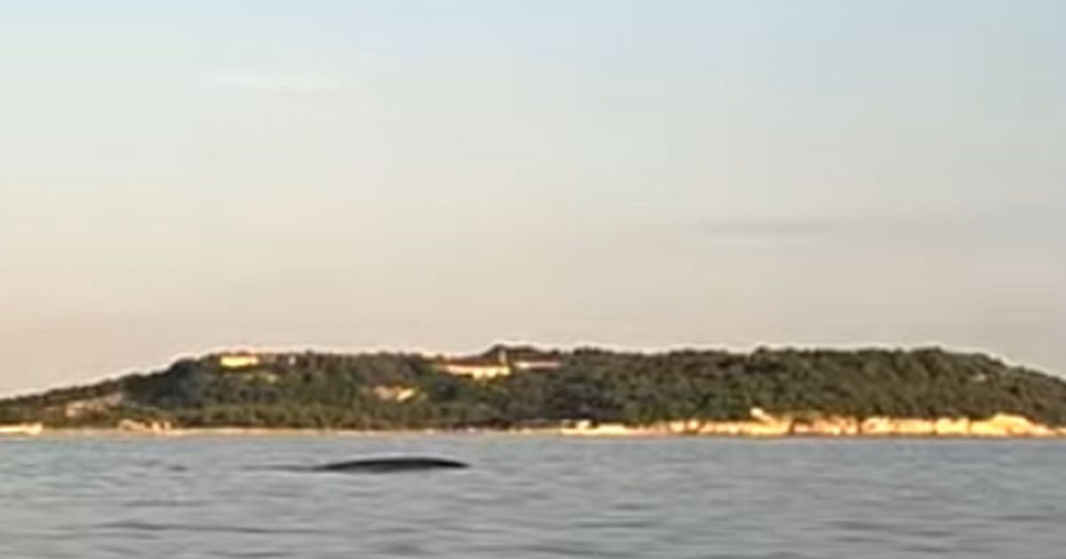 Veliki kit ponovo snimljen u Jadranu, pogledajte veličanstven snimak: "Bio je na 50 metara od ...