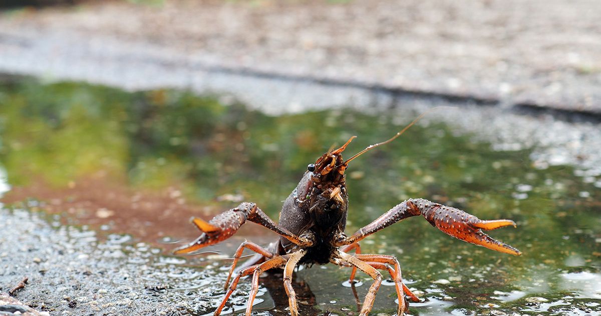 Pojavili se mali rakovi u Moravi: Čačani u čudu, ali ovo znači samo ...