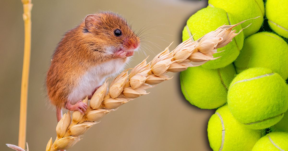 Vimbldon svake godine donira 55.000 loptica koje postaju kućice za ...