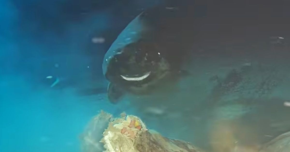 Naučnici spustili mamac na 1.600 metara dubine: Reakcija ajkula ih je ostavila bez teksta ...