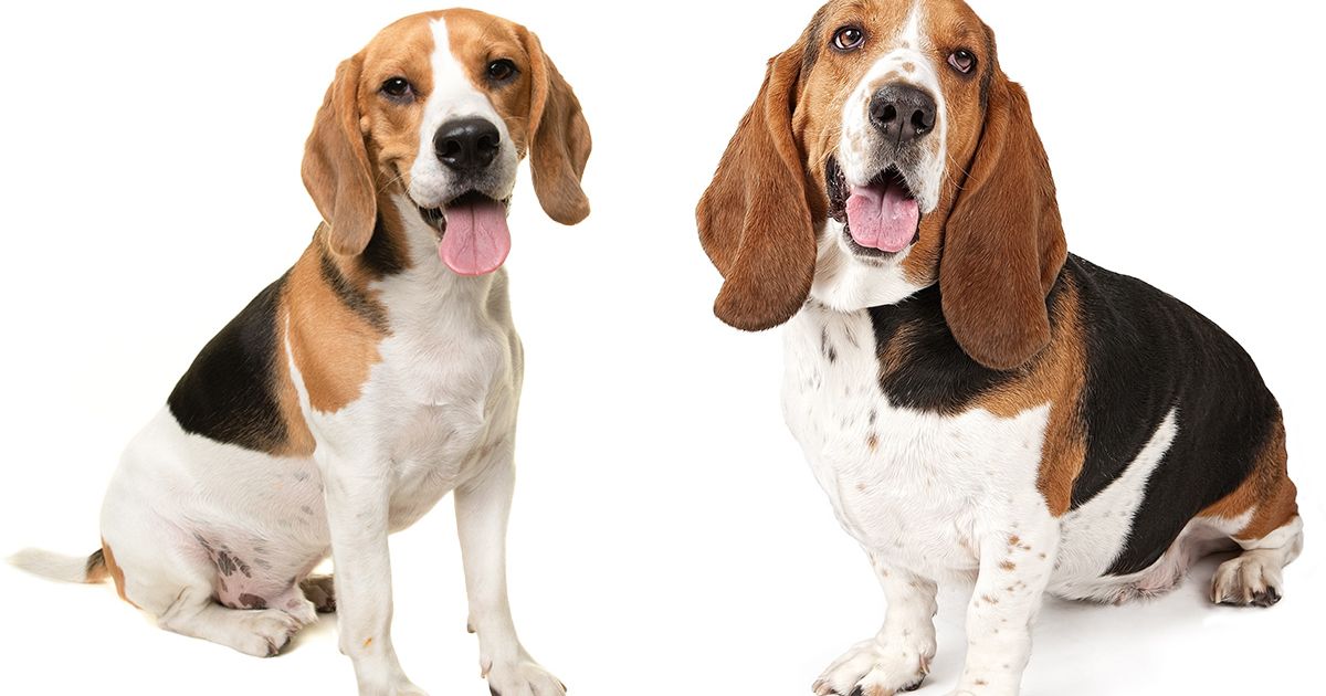 Bigl i baset sličnosti i razlike - Ljubimci Telegraf