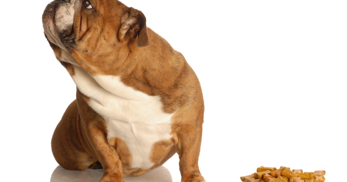 6 najizbirljivijih rasa pasa - Ljubimci Telegraf