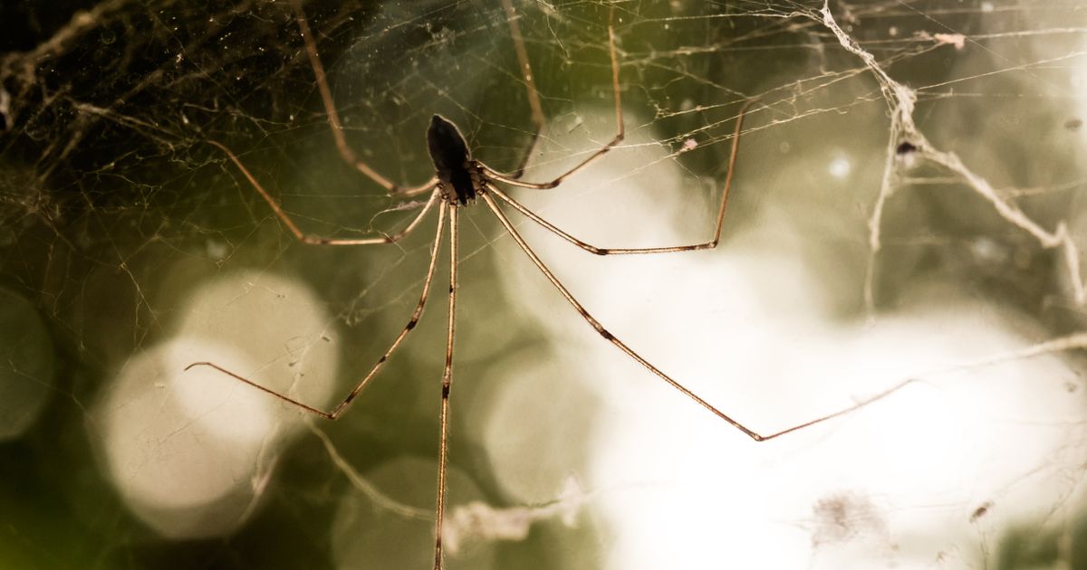 Primećujete da u kući imate više paukova nego ikada? Stručnjaci ...