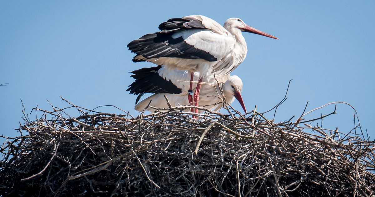 Vratile se rode u Dansku posle 17 godina - Nauka Telegraf