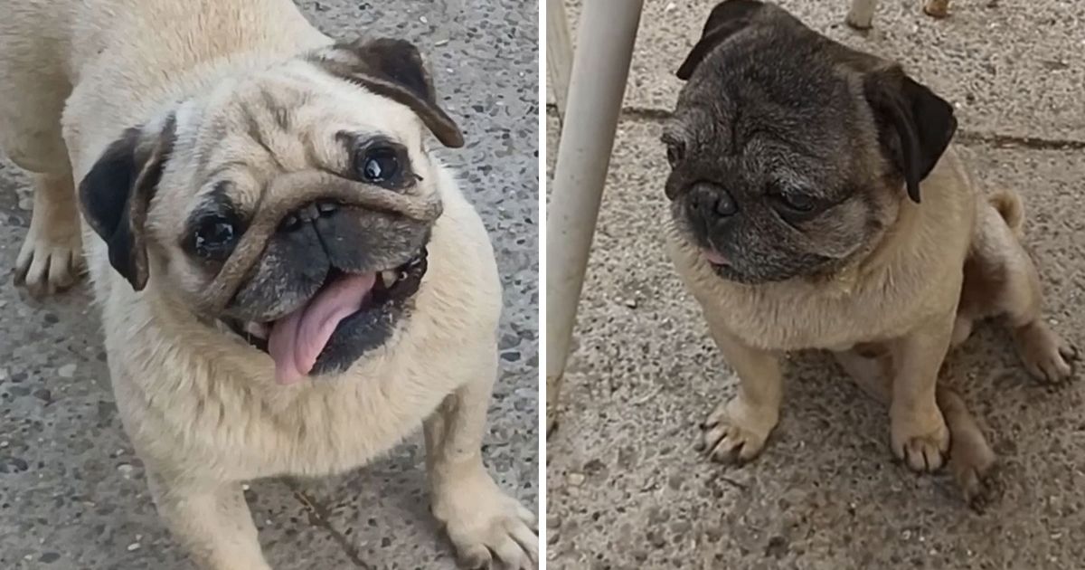 Potrebna pomoć za mopseve Mirku i Debelog iz Beograda - Ljubimci Telegraf