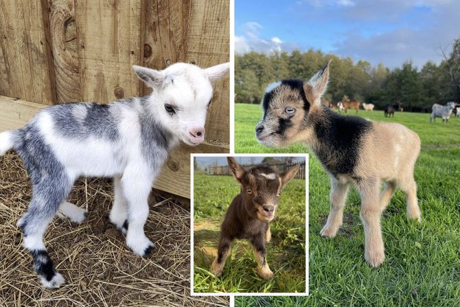 Patuljaste koze sve traženiji kućni ljubimci - Ljubimci Telegraf