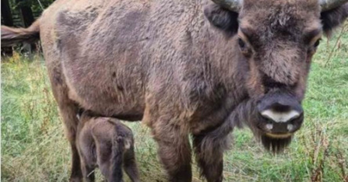 Telegraf finds out why bison Tajfun escaped from Fruska Gora National Park - Telegraf.rs