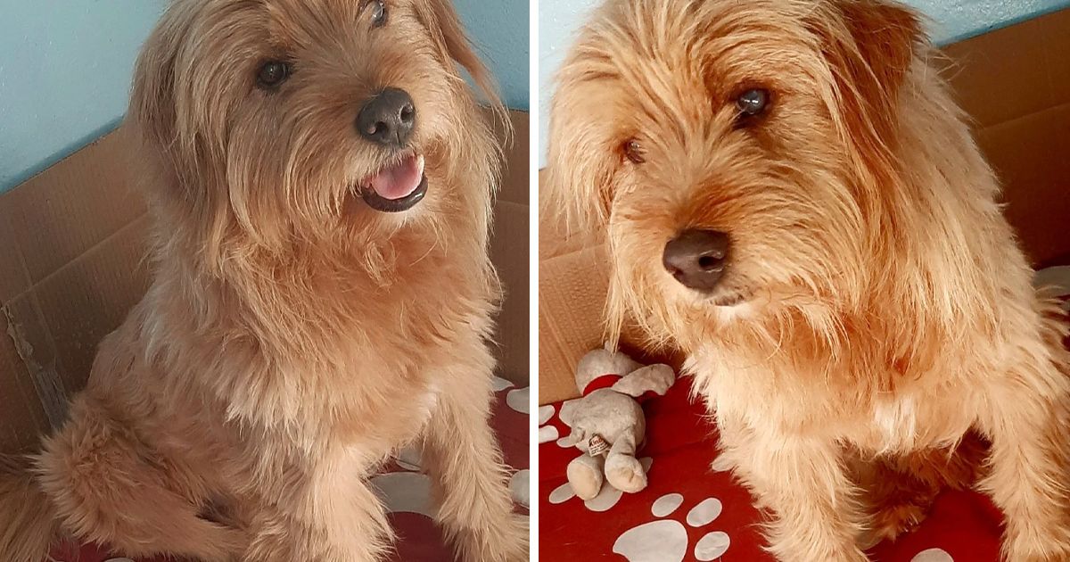 Udomljava se 10-godišnji pas Simba iz vikend naselja - Ljubimci Telegraf