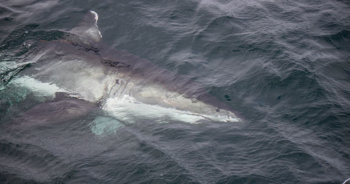 Ajkula od 750kg primećena kod popularnog letovališta: Porodice sa decom ni ne slute da je u vodi ...
