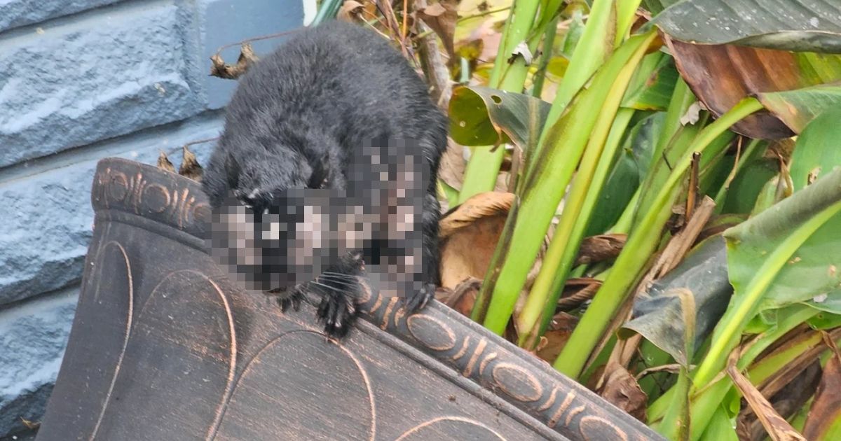 Šta se dešava? Posle "Frankenštajn zečeva" snimljene veverice s ...