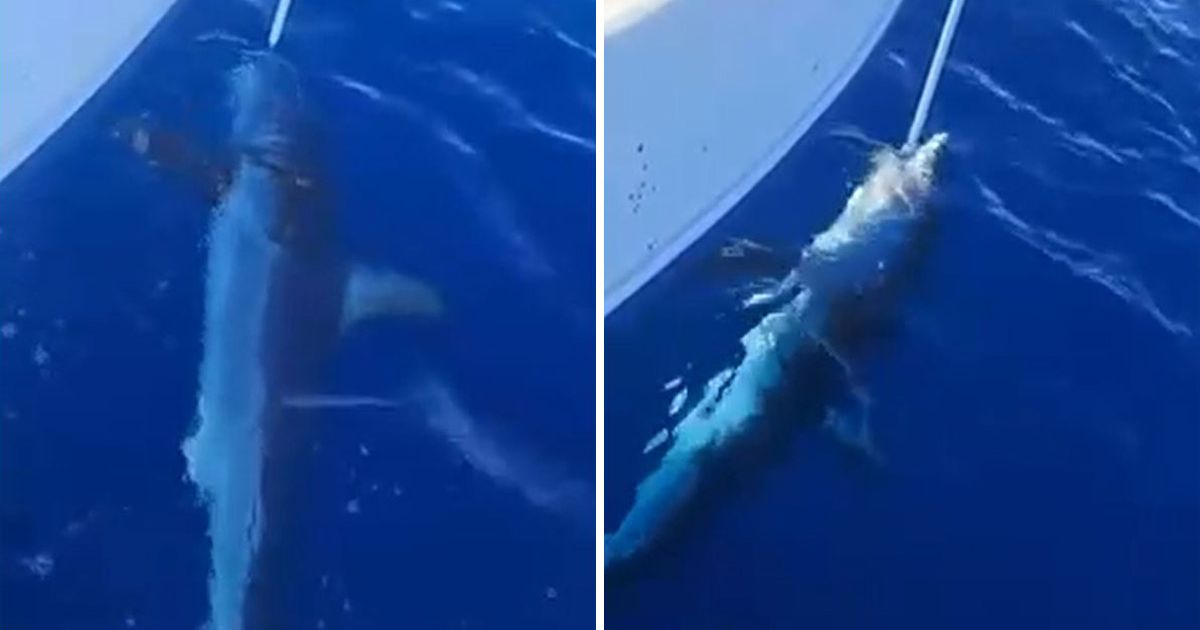 Šta znamo o ajkuli koja je snimljena u napadu na Jadranu: Pliva brzinom ...