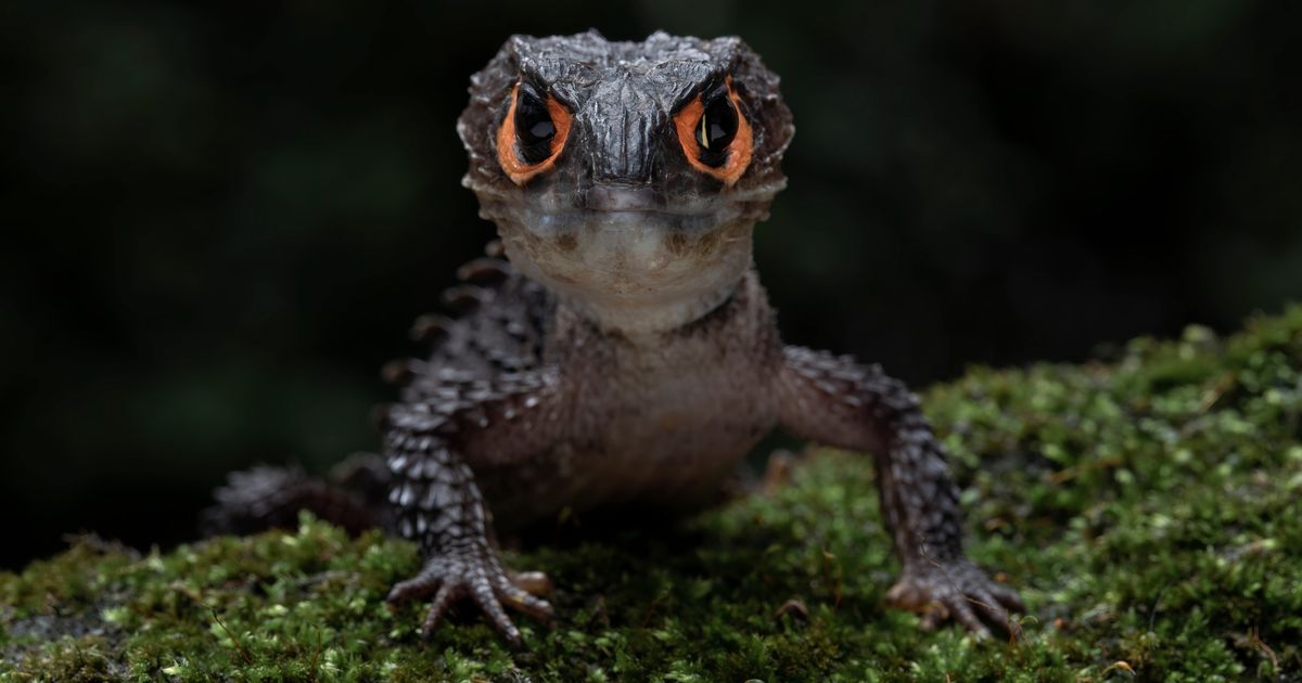 Crvenooki krokodilski gušter sa Nove Gvineje - Ljubimci Telegraf