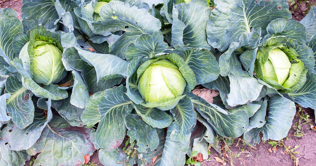 Kupus odlično rodio, cena daleko niža od prošlogodišnje: "Kiseli će ...