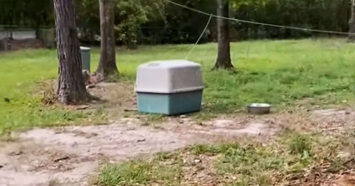 Ostavljena da UMRE, ali je sudbina htela drugačije: Par kupio kuću, a ...