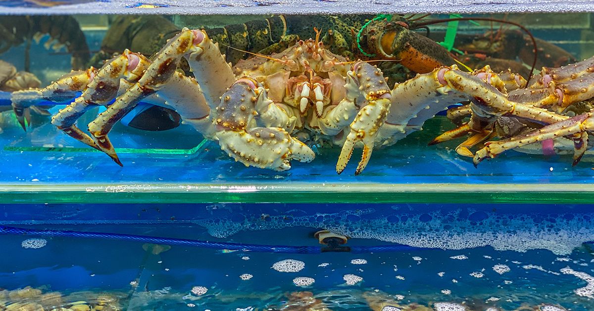 Morski puževi i rakovi u akvarijumu - Ljubimci Telegraf