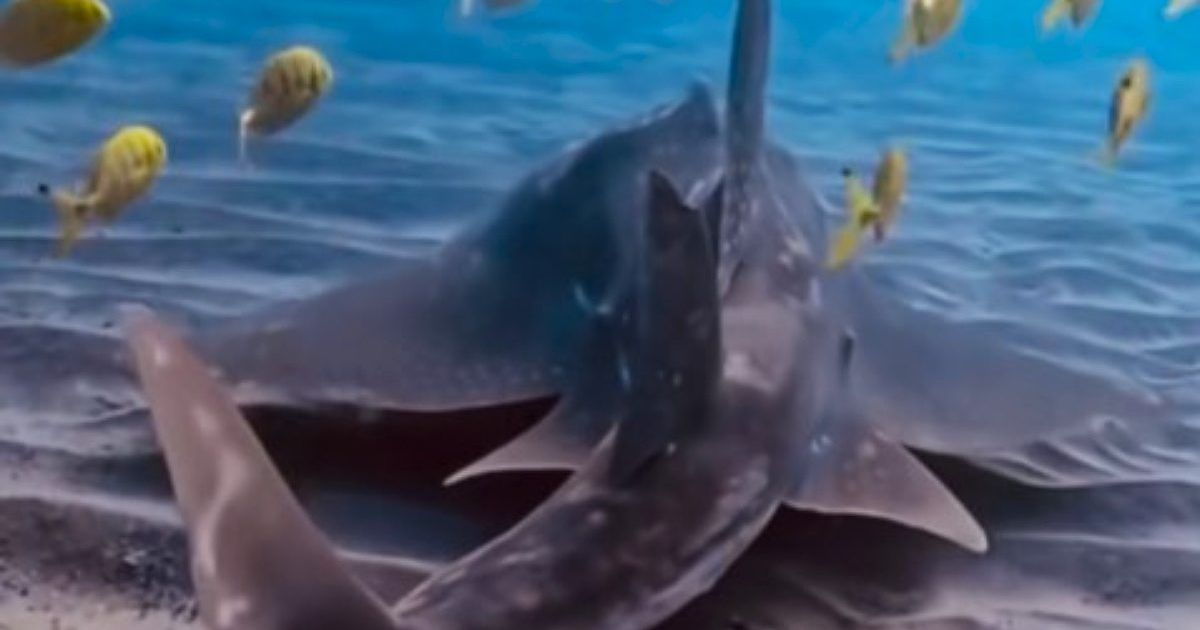 Zaronio u okean i slučajno snimio kritično ugroženu vrstu: Možda ...