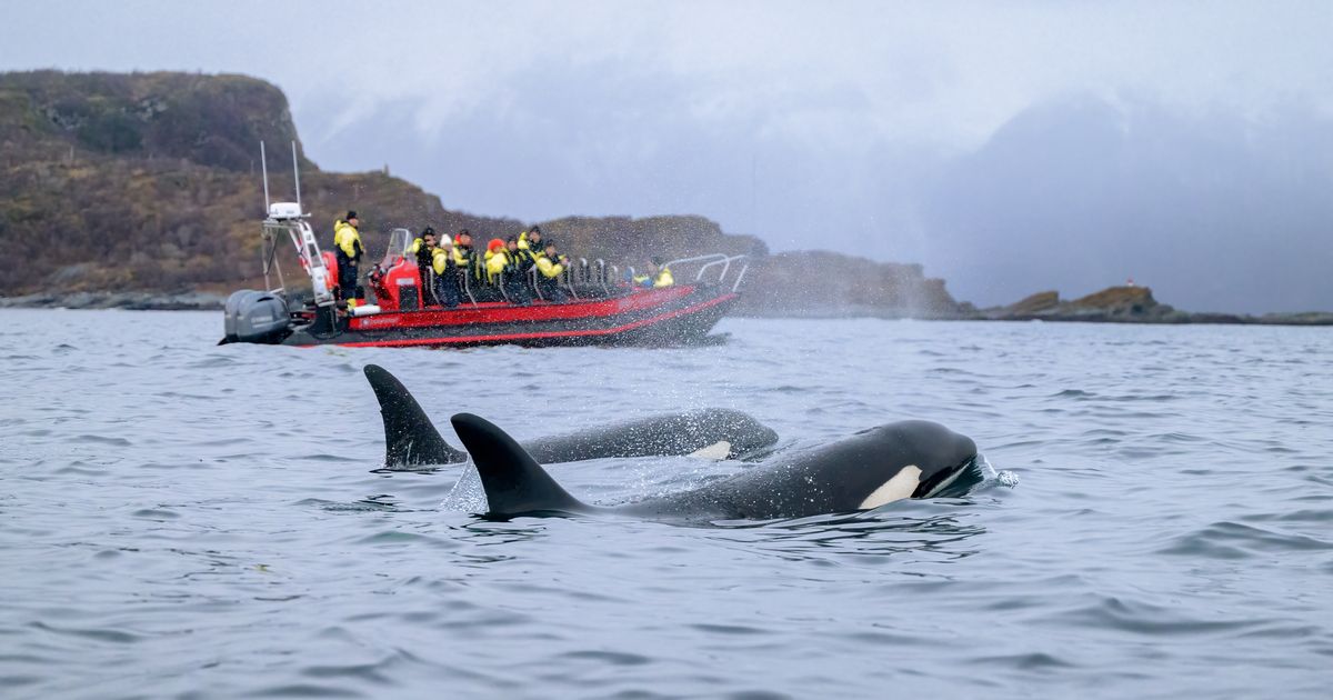 Evo zašto kitovi ubice napadaju brodove: Naučnici veruju da su rešili ...