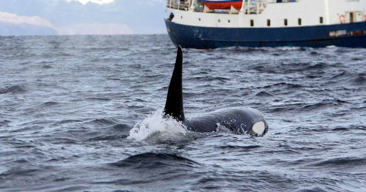 KITOVI UBICE PONOVO NAPALI BROD Posada jedva izvukla živu glavu, izdato ...