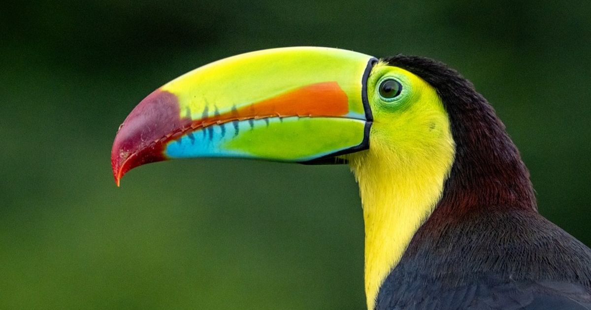 Ptica tukan Čester kao kućni ljubimac - Ljubimci Telegraf