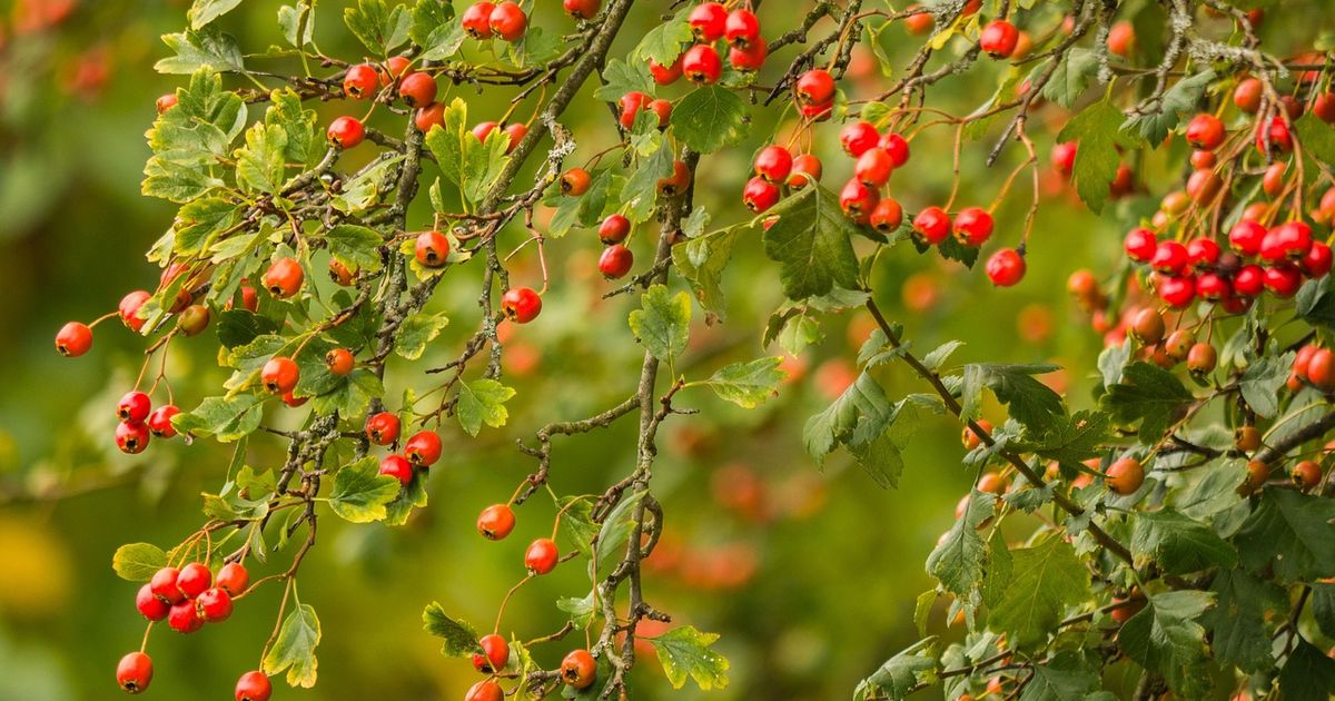 Sadnica 200 dinara, a prinos po hektaru milion i po: Ova biljka uspeva ...