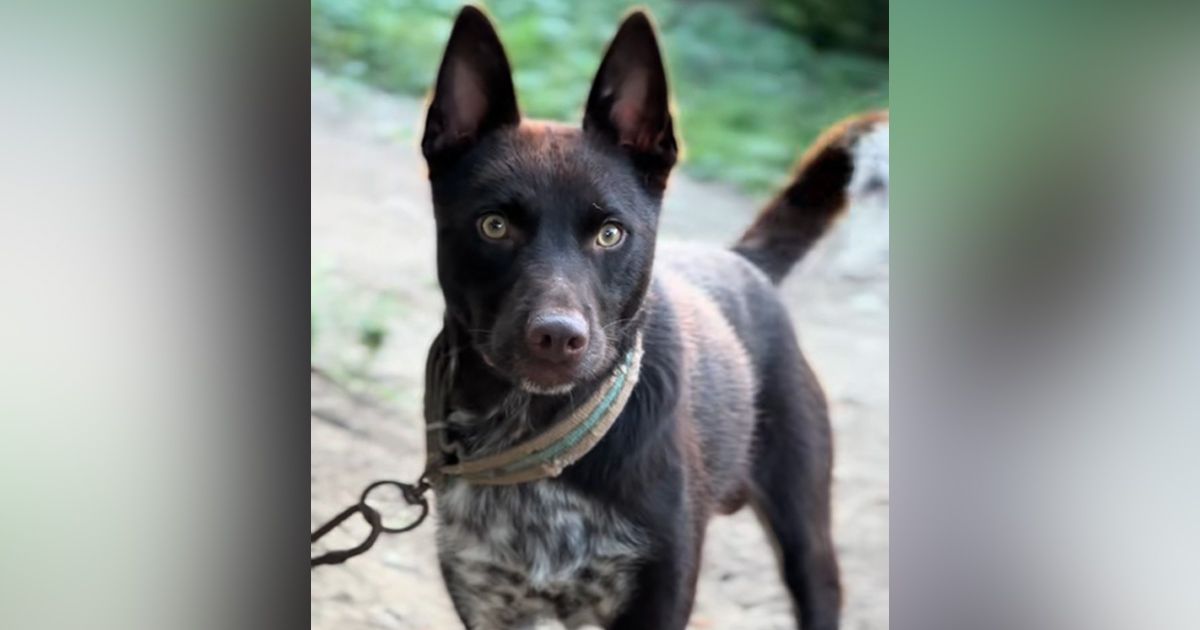 Retka turska rasa psa zerdava - Ljubimci Telegraf