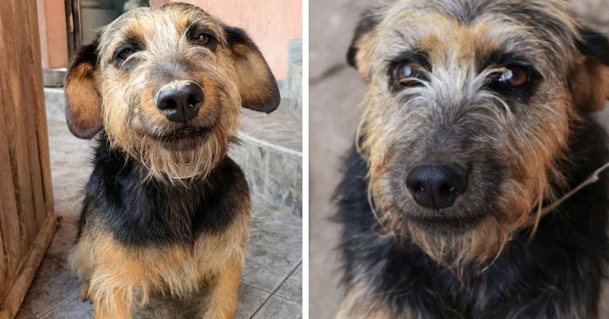 Udomljava se pas Boni sa ljudskim očima - Ljubimci Telegraf