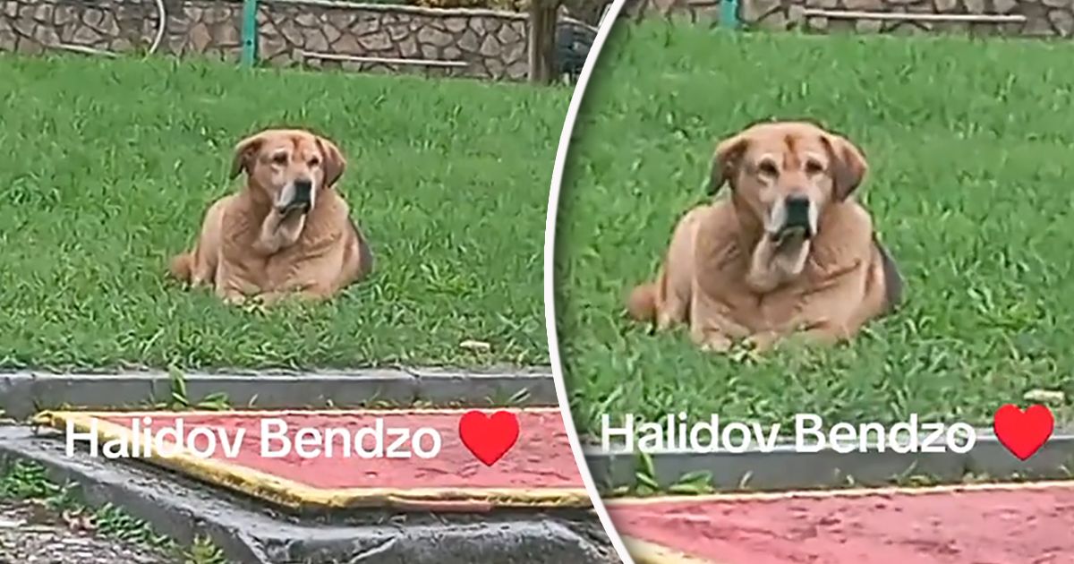Halidov pas odbija hranu, tuga iz njegovih očiju "boli" - Telegraf.rs
