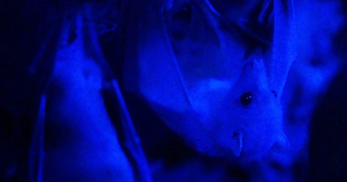 FENOMEN Ovi jezivi slepi miševi sjaje u mraku, a naučnici ne znaju ...