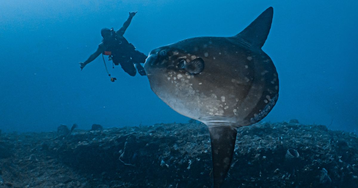 Tajanstveni div Jadrana: Na otvorenom moru kod Umaga snimljena divovska ...