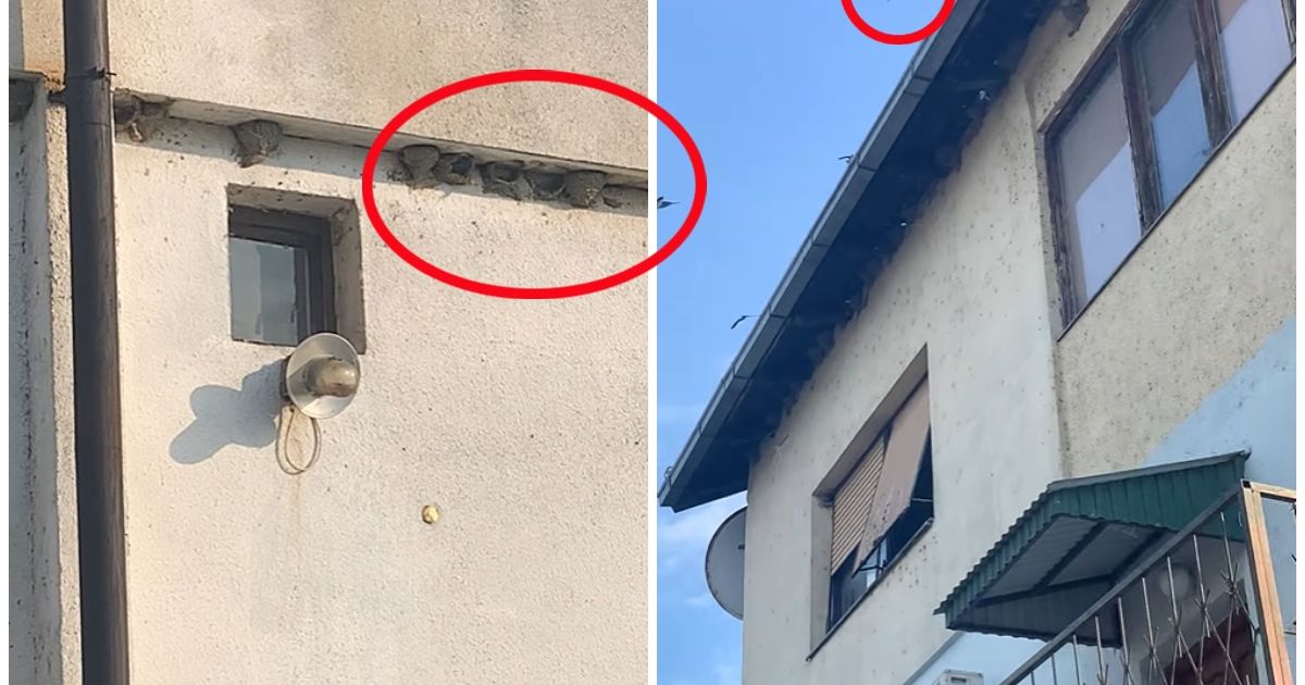 Nestvaran prizor u selu u Vojvodini: Laste napravile čak 70 gnezda na ...