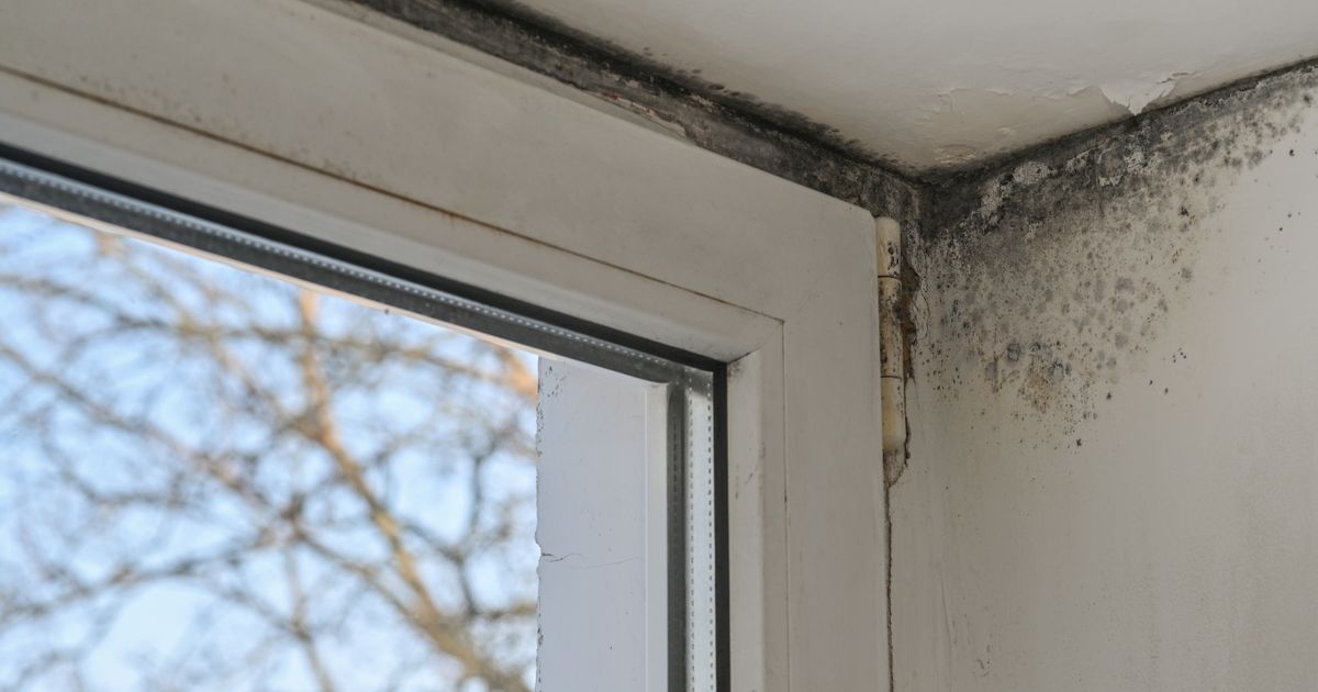Moler im rešio problem buđi na zidovima za manje od 50 dinara: Žena ...